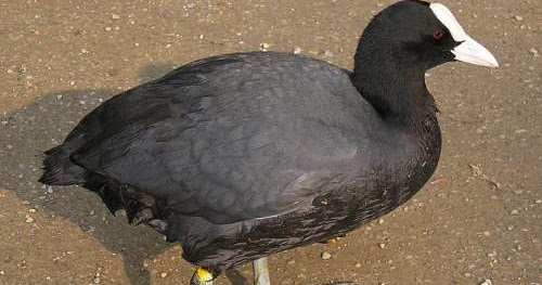 Common coot | Birds of India | Bird World