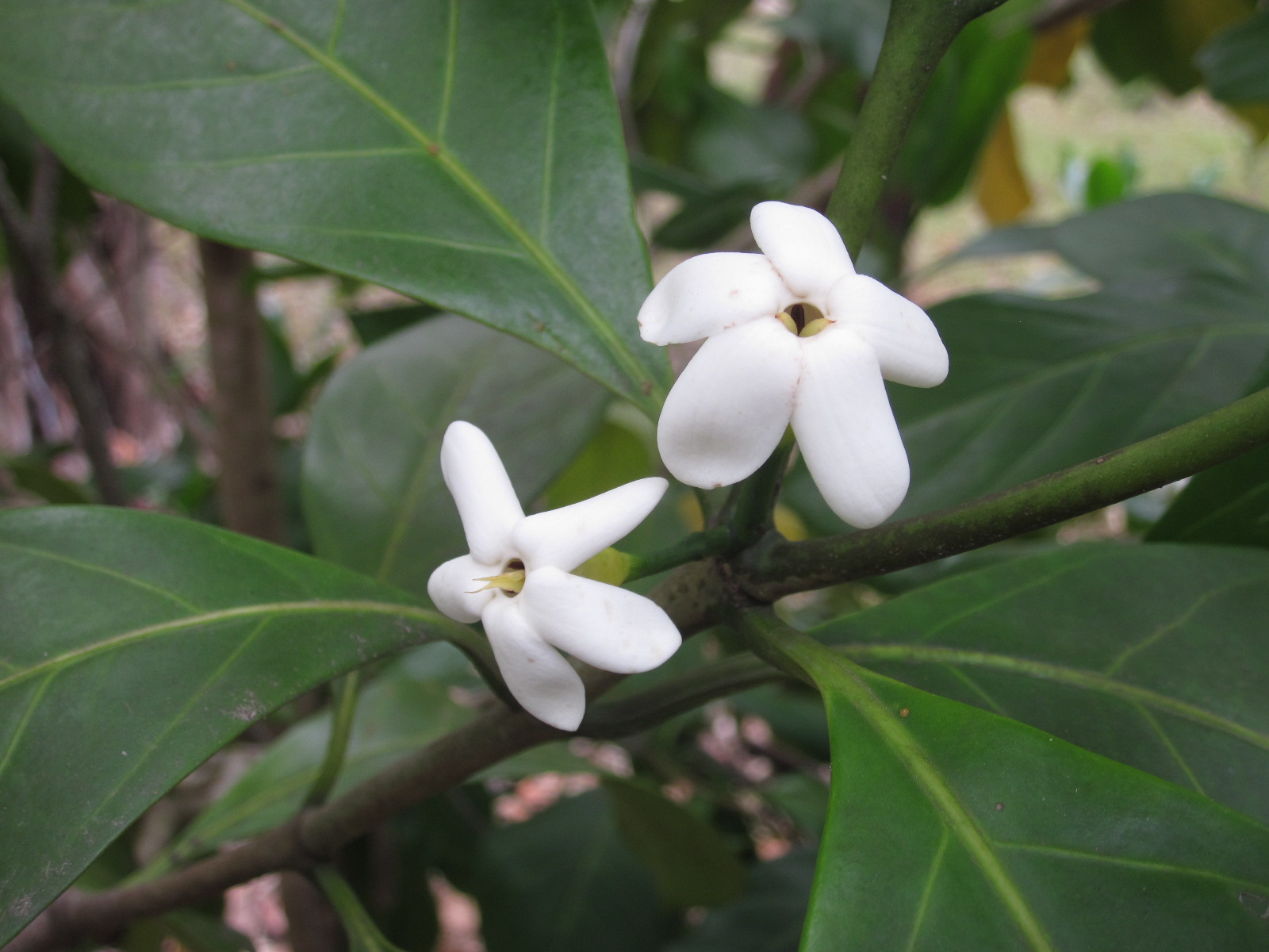 Tom and Anne's Garden: Native Gardenia