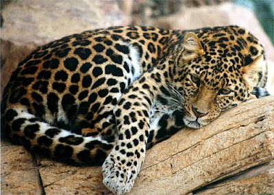 North China leopard | The Life of Animals