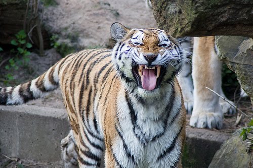Funny Pictures Gallery: Funny tigers, Random funny pictures tiger