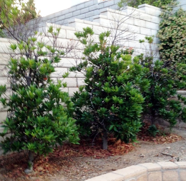 Xtremehorticulture of the Desert: Sucker Growth From the Base Can ...