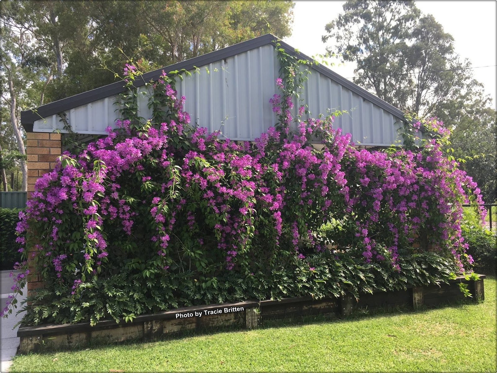 Mansoa alliacea 'Garlic Vine'