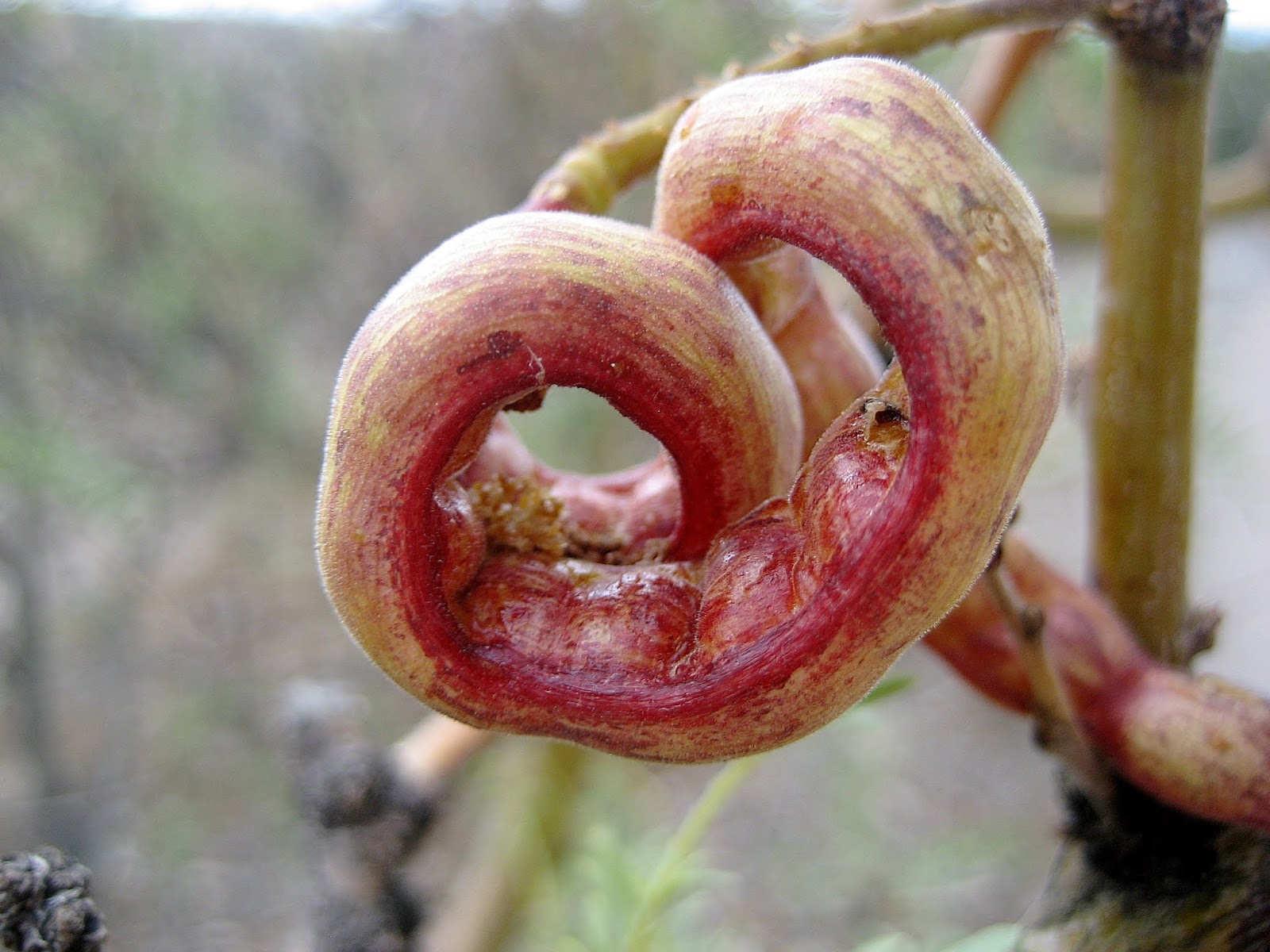 Living Rootless: Tucson Lit: The Forest in the Seeds