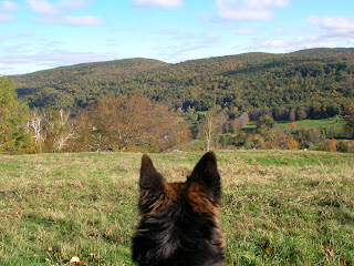 hikewithyourdog: Tyringham Cobble