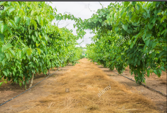 PANDUAN LENGKAP BUDIDAYA DAN PEMANFAATAN KACANG SACHA INCHI
