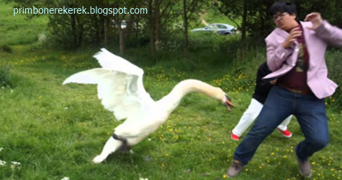 11 Tafsir Mimpi Dikejar Angsa Menurut Primbon Jawa Dan Erek Erek 2D 3D ...