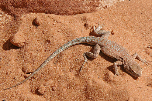 Encruzilhada No Deserto: Lagarto do deserto