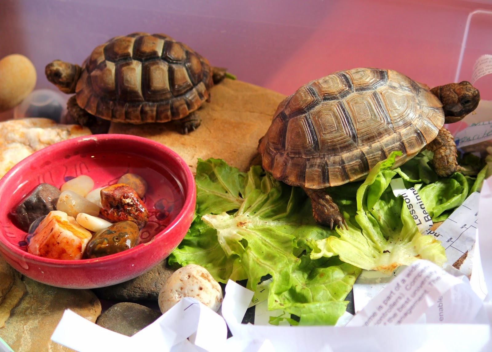 Four Continents, My Lens: Of turtles, owls and cultures