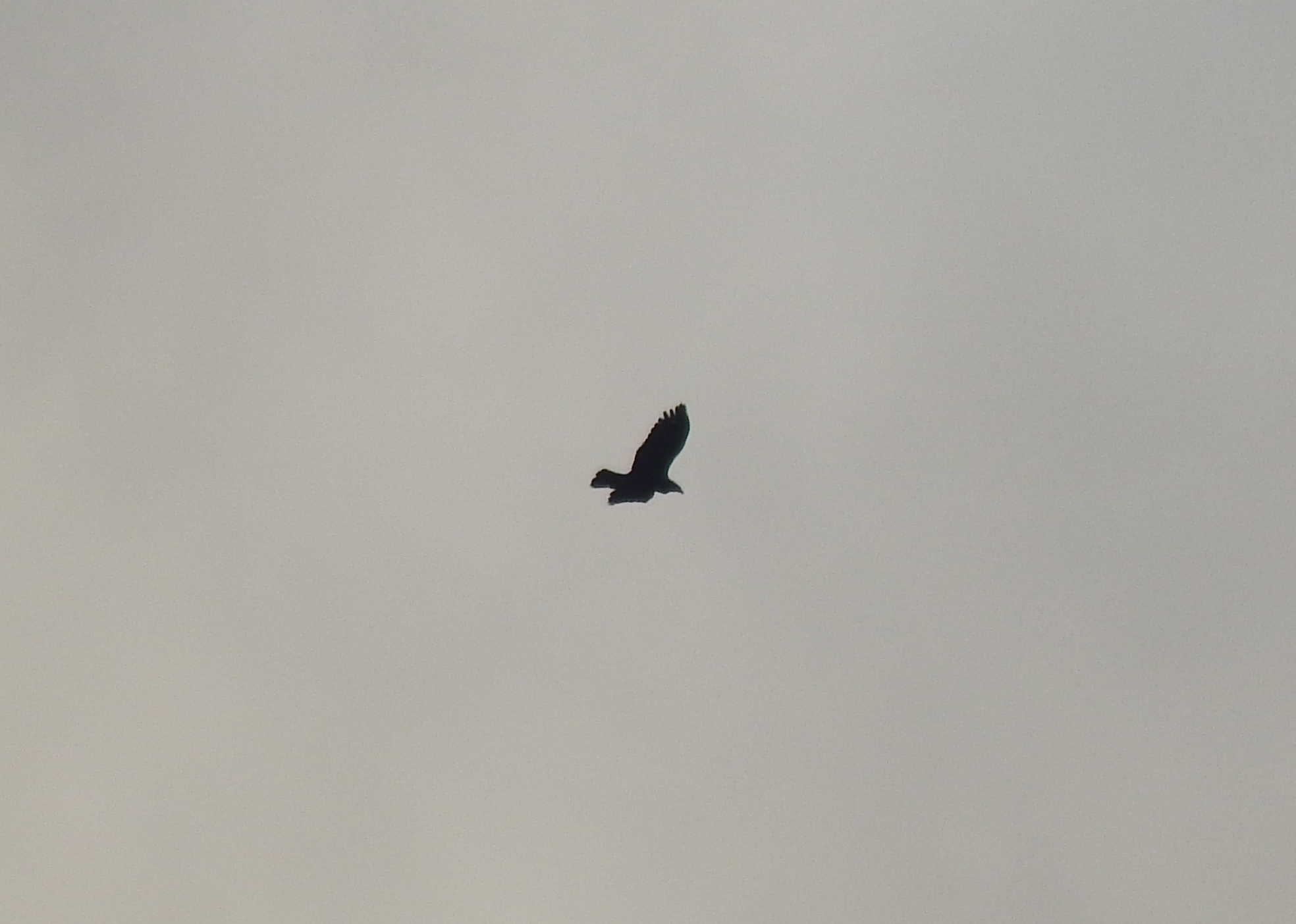 PASARI DIN ROMANIA: ACVILA DE MUNTE, Aquila chrysaetos