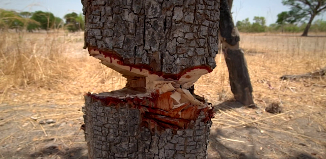 Asadal: BBC Our World: The Trees that Bleed (2020)