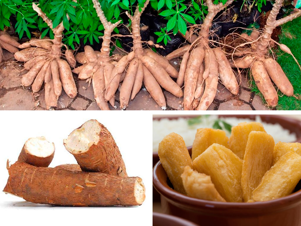 Chef Norberto Petryk, asesor en gastronomía: Manihot esculenta: yuca ...