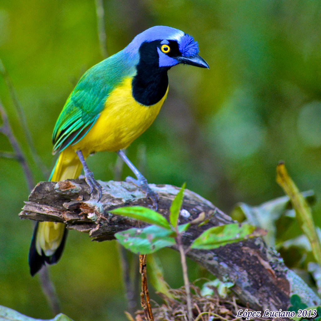 FUNDACION ENTOMOLOGICA ANDINA: LA LECCIÓN DEL QUERREQUERRE: PROFESOR ...