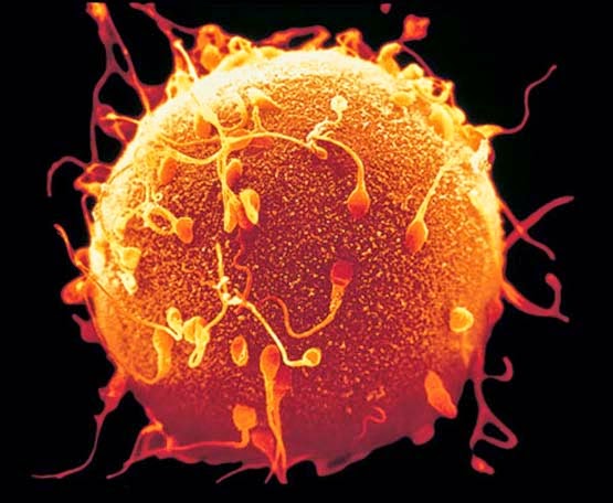 gametogenesis: Células Sexuales