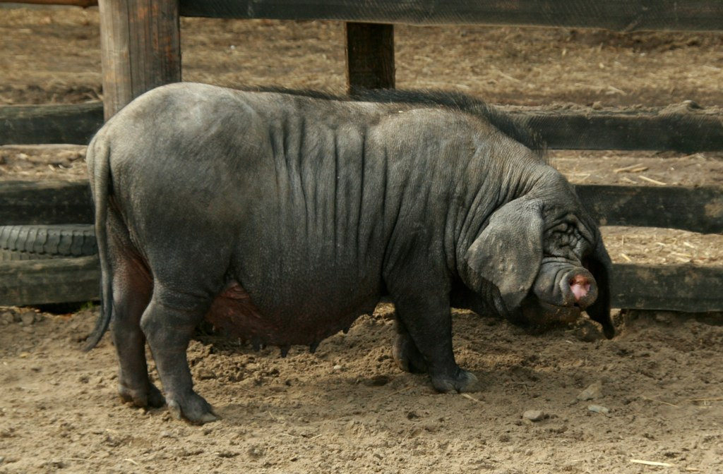 Hello USA: meishan pig