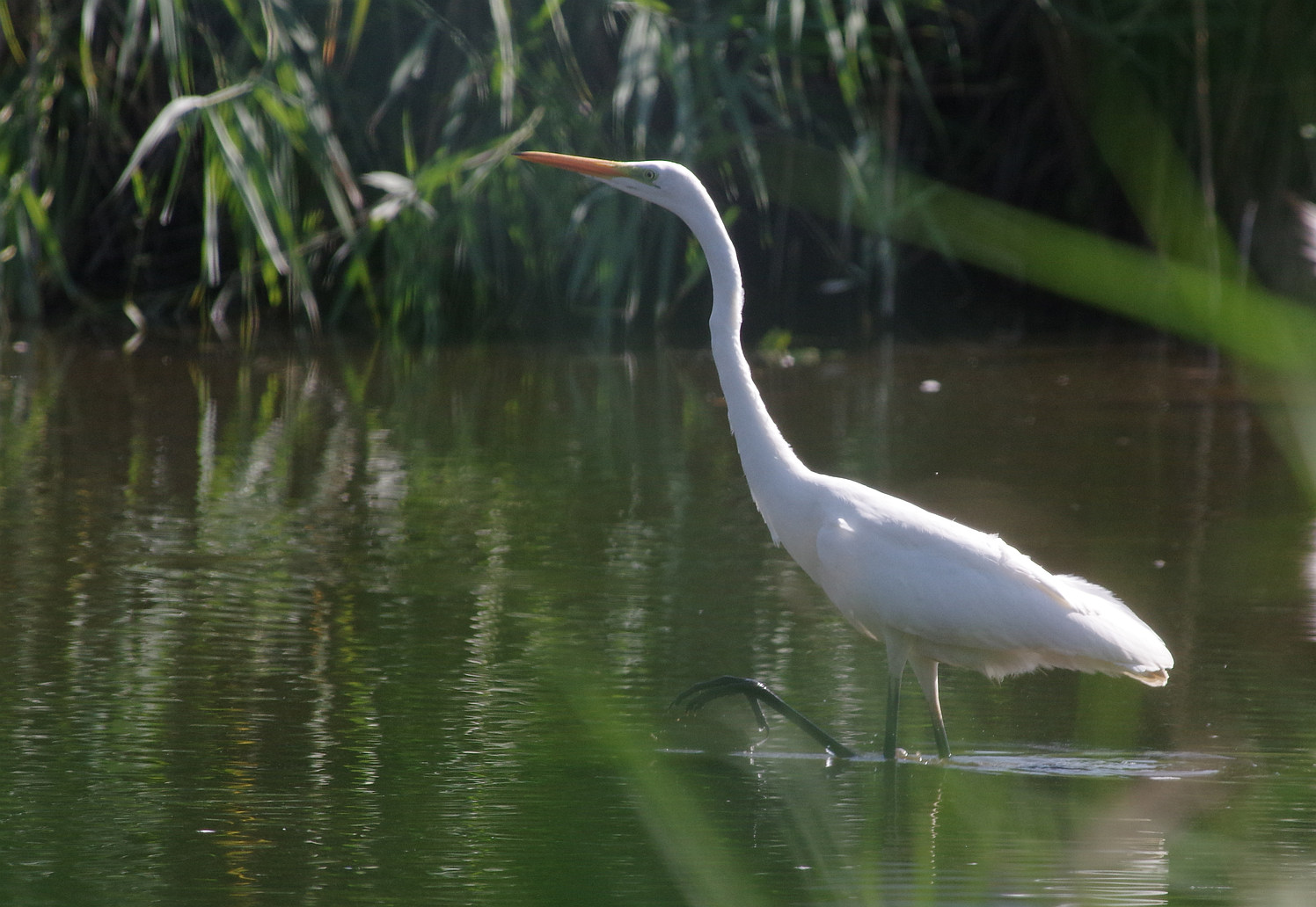 Birds of the Heath: Great White Egrets at Strumpshaw Fen