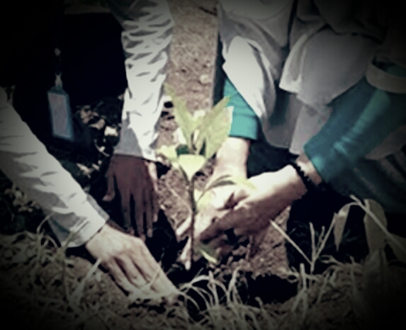 Reboisasi : Pengertian, Tujuan, Fungsi Dan Manfaat, Serta Dampak ...