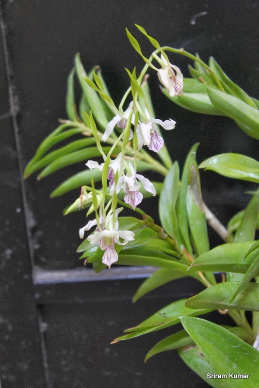 Happy-Orchids: Dendrobium antennatum