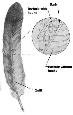 BIOLOGY WRITE-UP - BIOLOGY ARTICLES: INTEGUMENT OF BIRDS & ITS DERIVATIVES