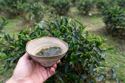 Tea Masters: Experiencing the tea-nature connection in a tea plantation