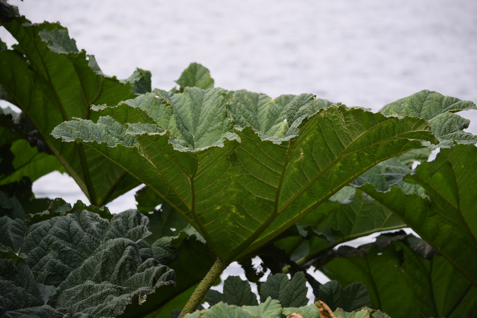 Fernando Ruz: Plantas nativas de Chile: Nalka, Pangue, Gunnera tinctoria