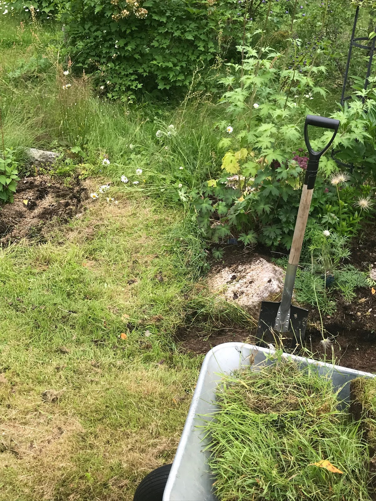 lagers tabberas: Ny perenn rabatt och en häck av aronia