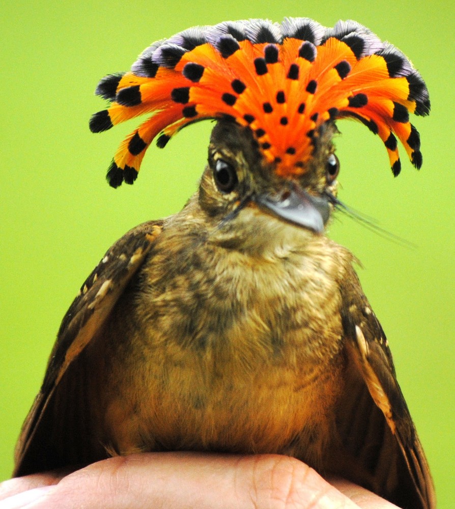 AMAZONIAN ROYAL FLYCATCHER photos - wallpapers (ανανεωμένο) | the fun bank