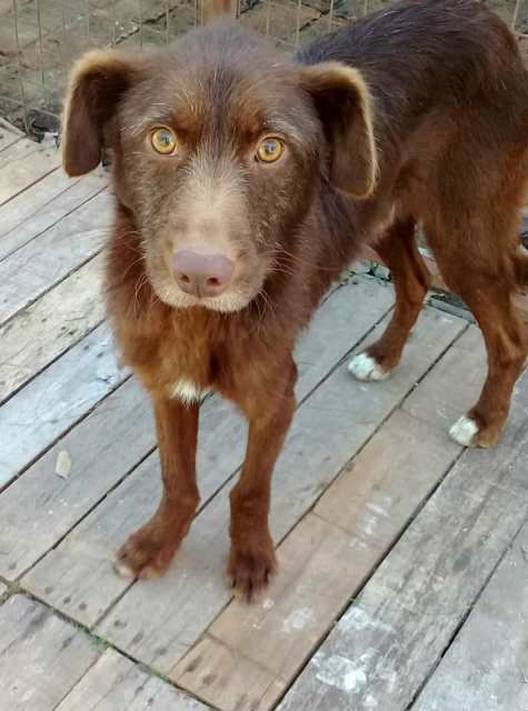 Adoptándonos: Bruno, lindo cachorrón barbincho de color chocolate busca ...