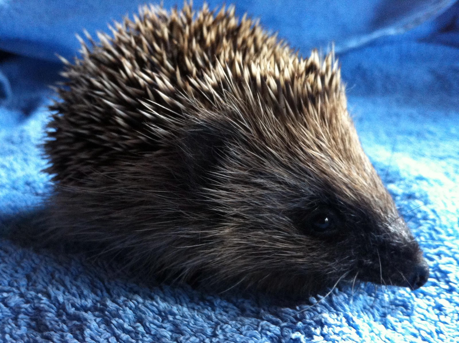 The Hedgehog Shed: Hedgehogs in May - by the British Hedgehog ...