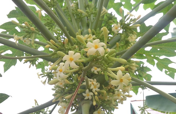 Manfaat Gizi Sayur Bunga Pepaya