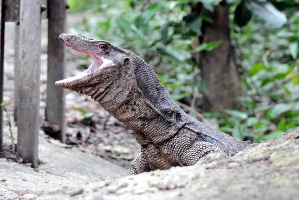 PurpleMangrove: Cool monitor lizard耍酷的巨蜥