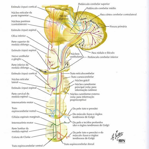 biologia: Cerebelo e Núcleos da Base (gânglios da base)