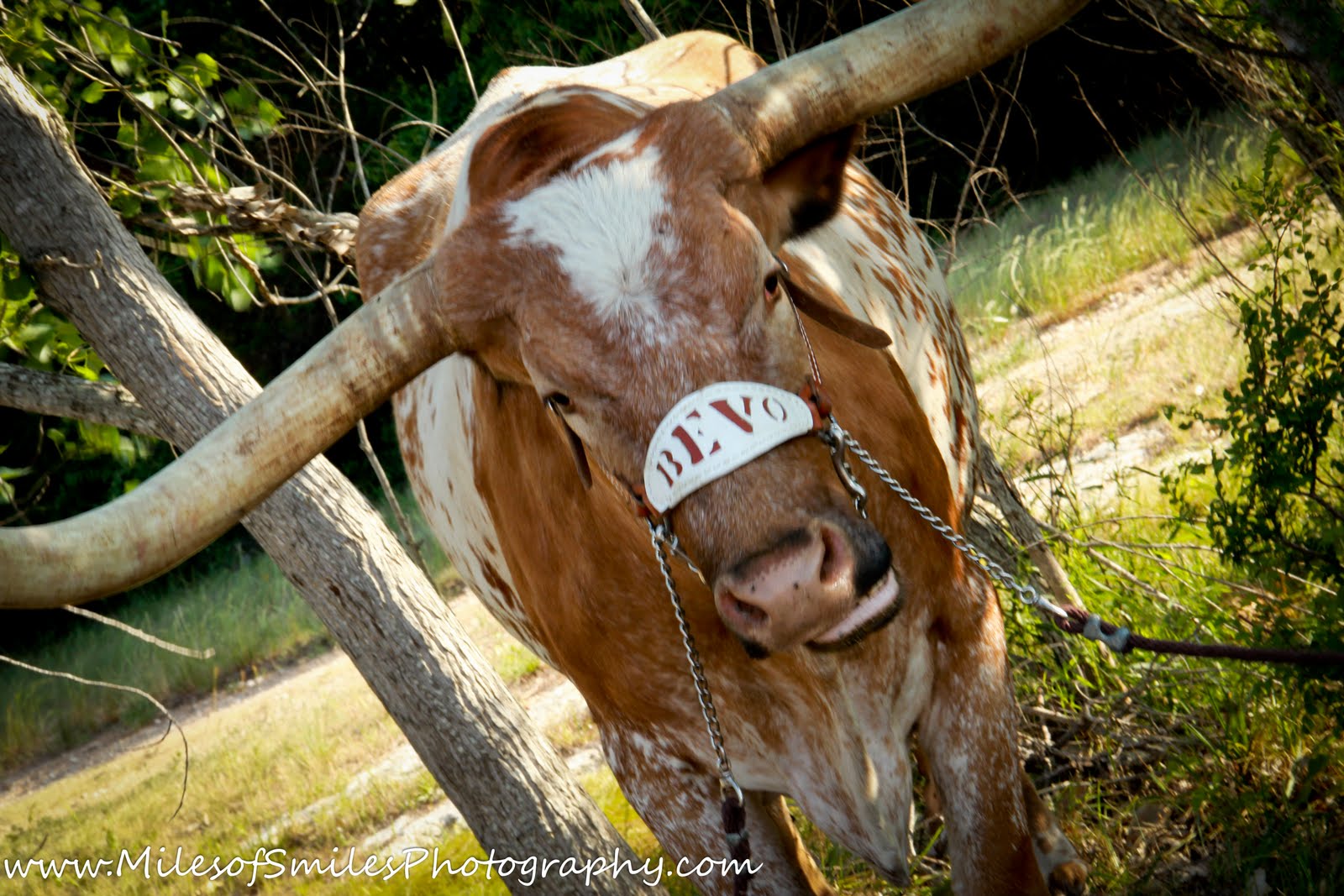 Miles of Smiles Photography: BBQ4JD Event & Bevo
