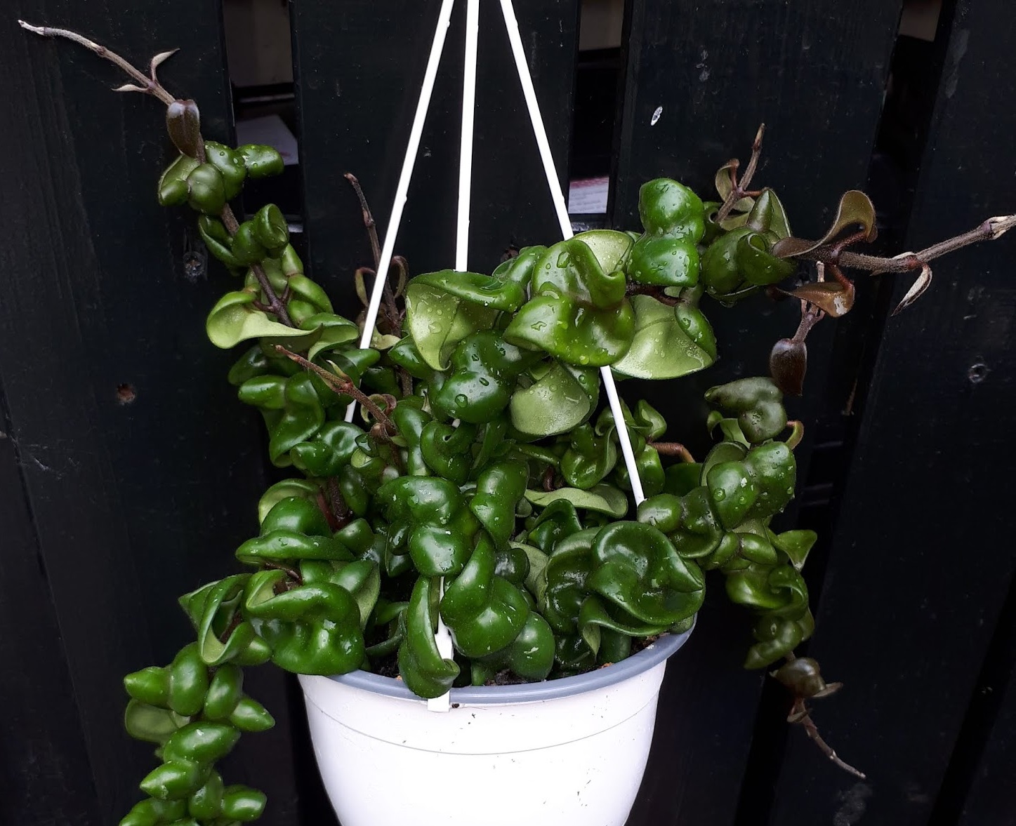 Gerrit's Hoya flowers: Hoya compacta 'Purple Leaf'