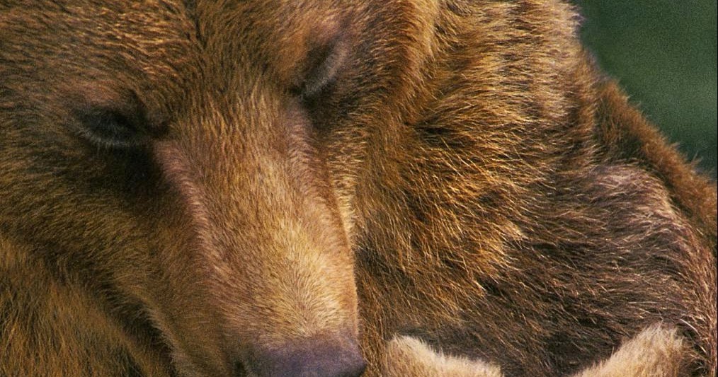 Susan's Disney Family: Disneynature’s BEARS opens in theaters ...
