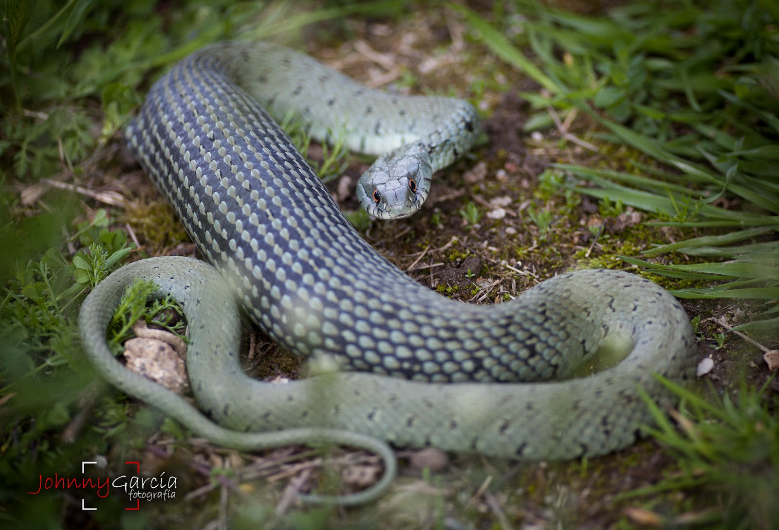 Blog personal de Johnny García | fotografía: Culebra, snake