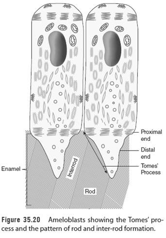 Enamel 1 l Oral histology and biology MCQs for dental students - WikiDentia
