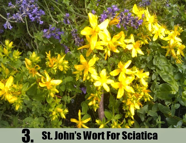 5 HERBAL REMEDIES FOR SCIATICA ~ Mzizi Mkavu