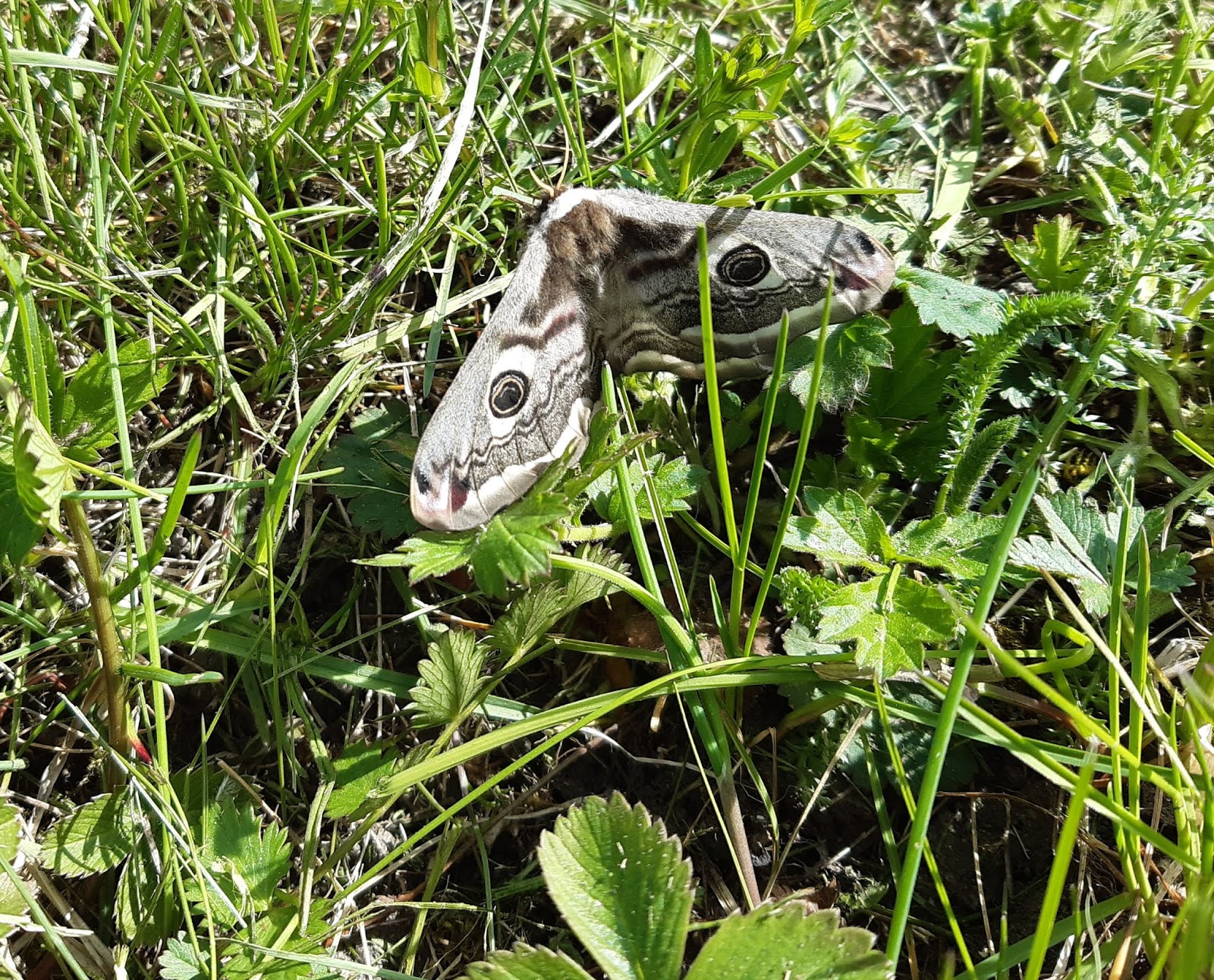 Suvehiidlane: Sa pole Hiiumaal käinud...