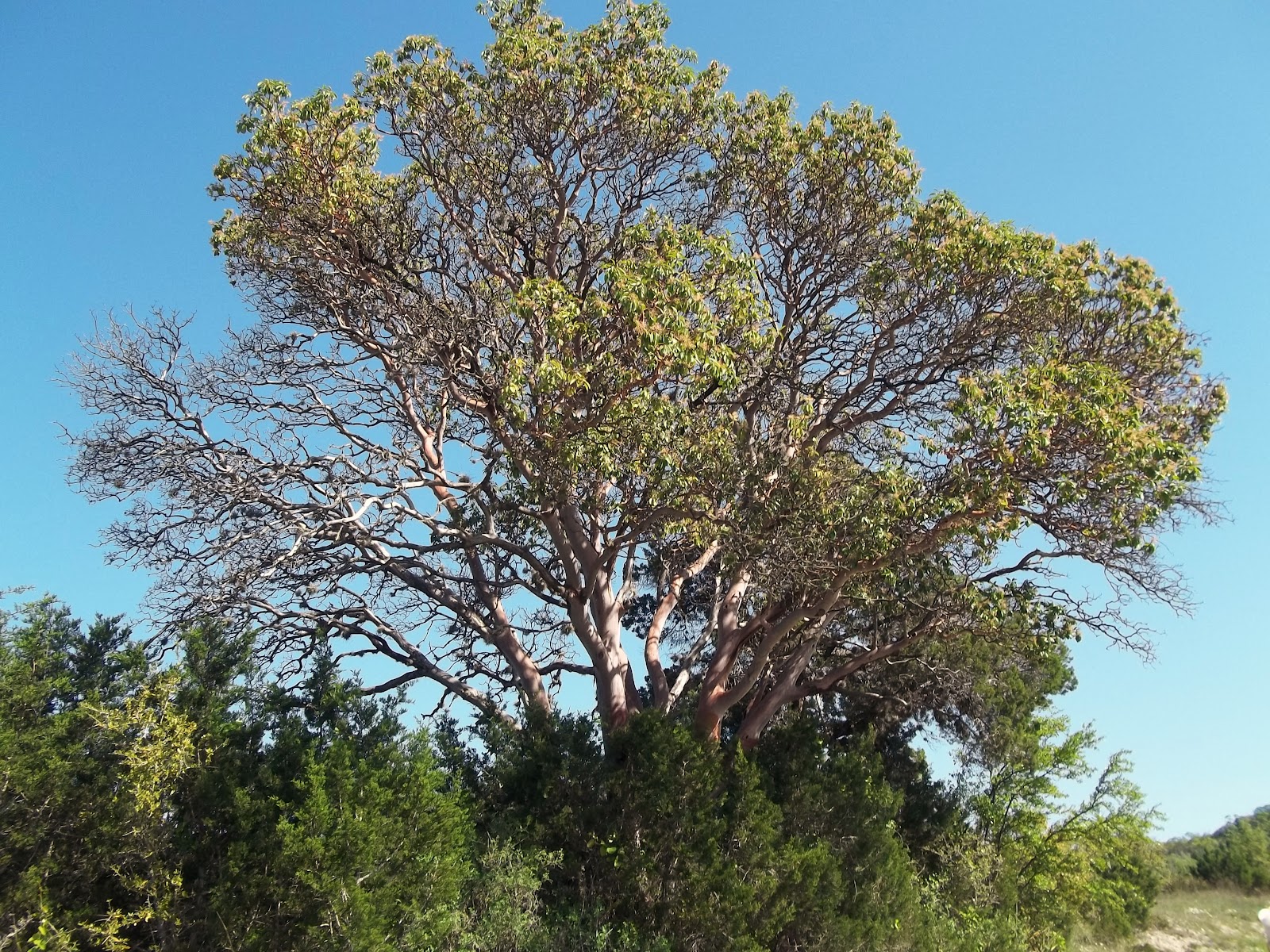 Rock-Oak-Deer: This Madrone Stands Alone
