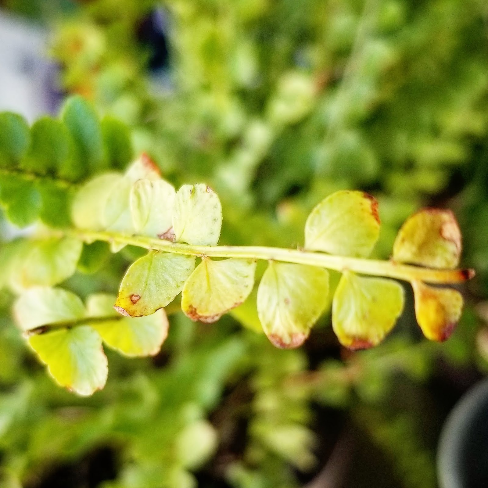 The Quaint Sanctuary: { Simple Tips to Revive Dying House Plants }