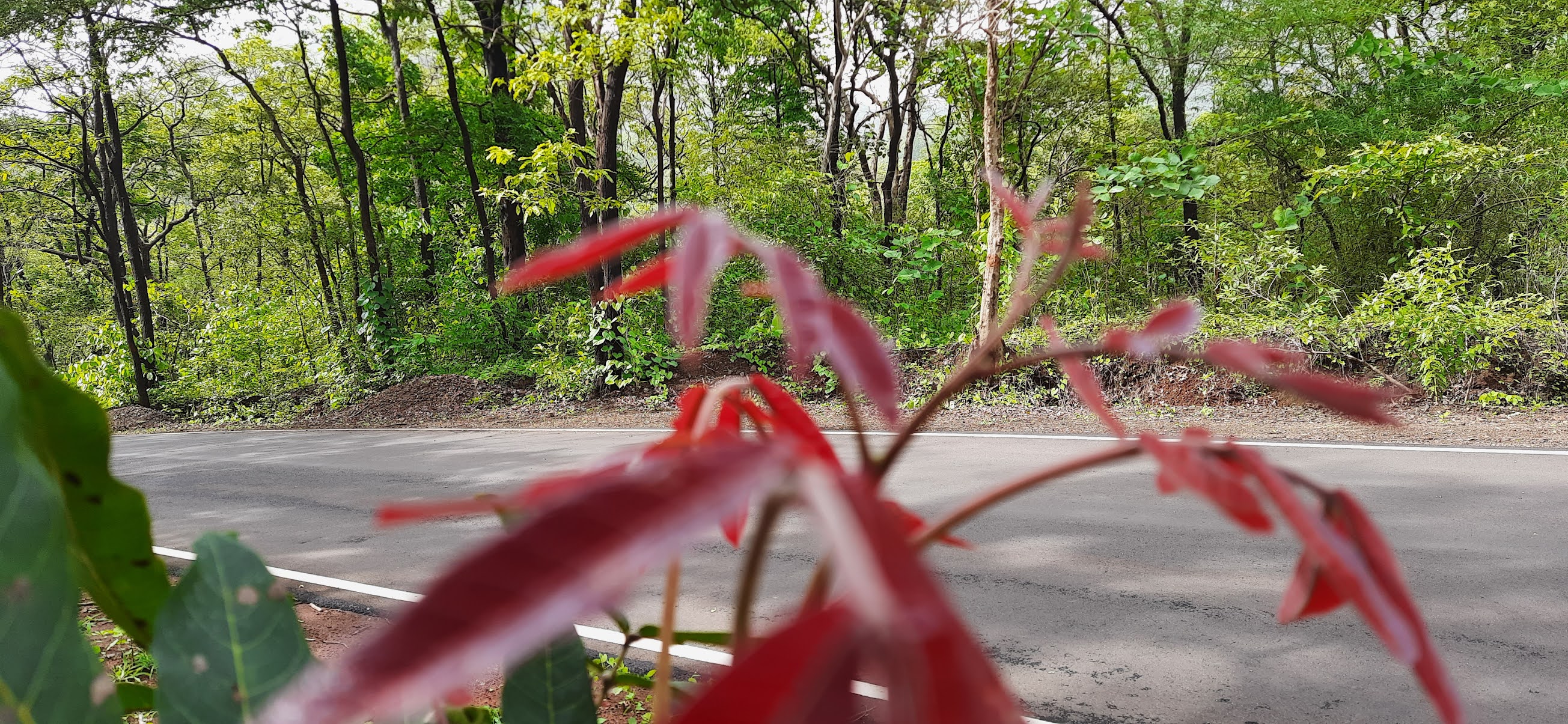 Sharad Pandhare's Educational Blog: Incredible Nature