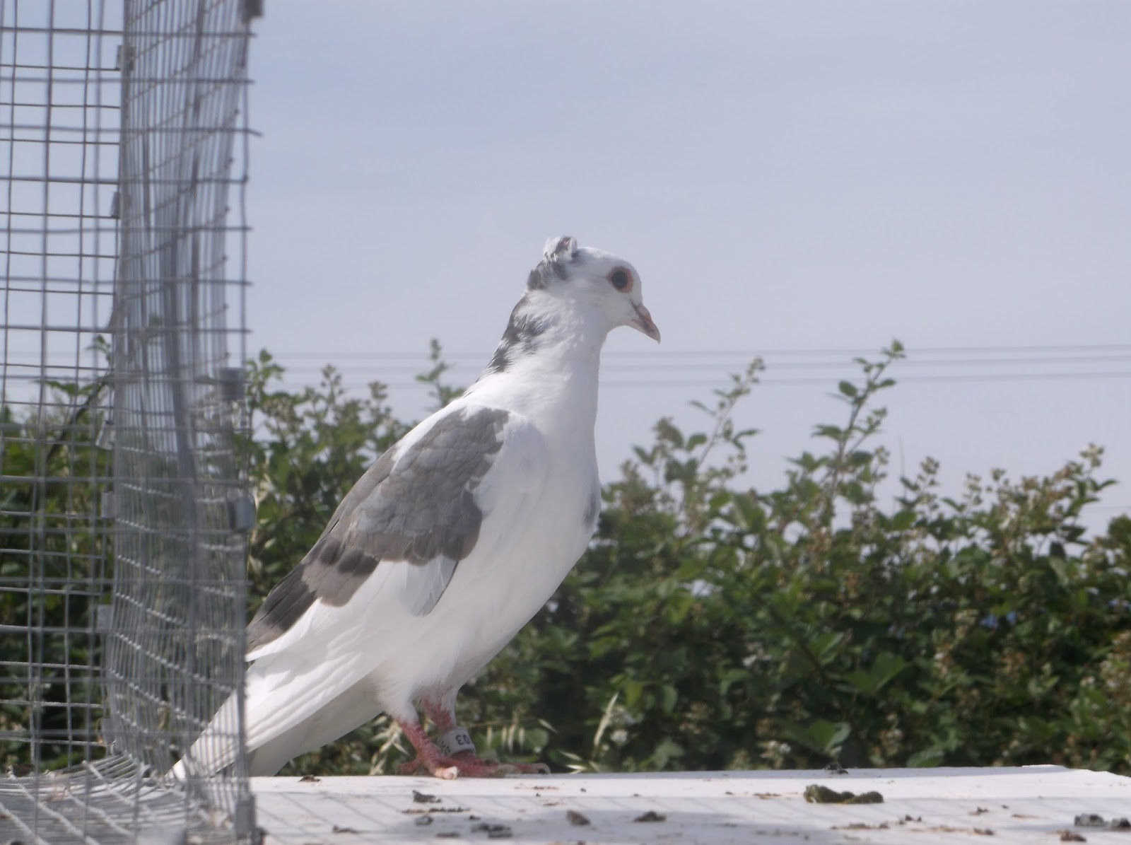 Birmingham Rollers and North American Roller Pigeons: 2016