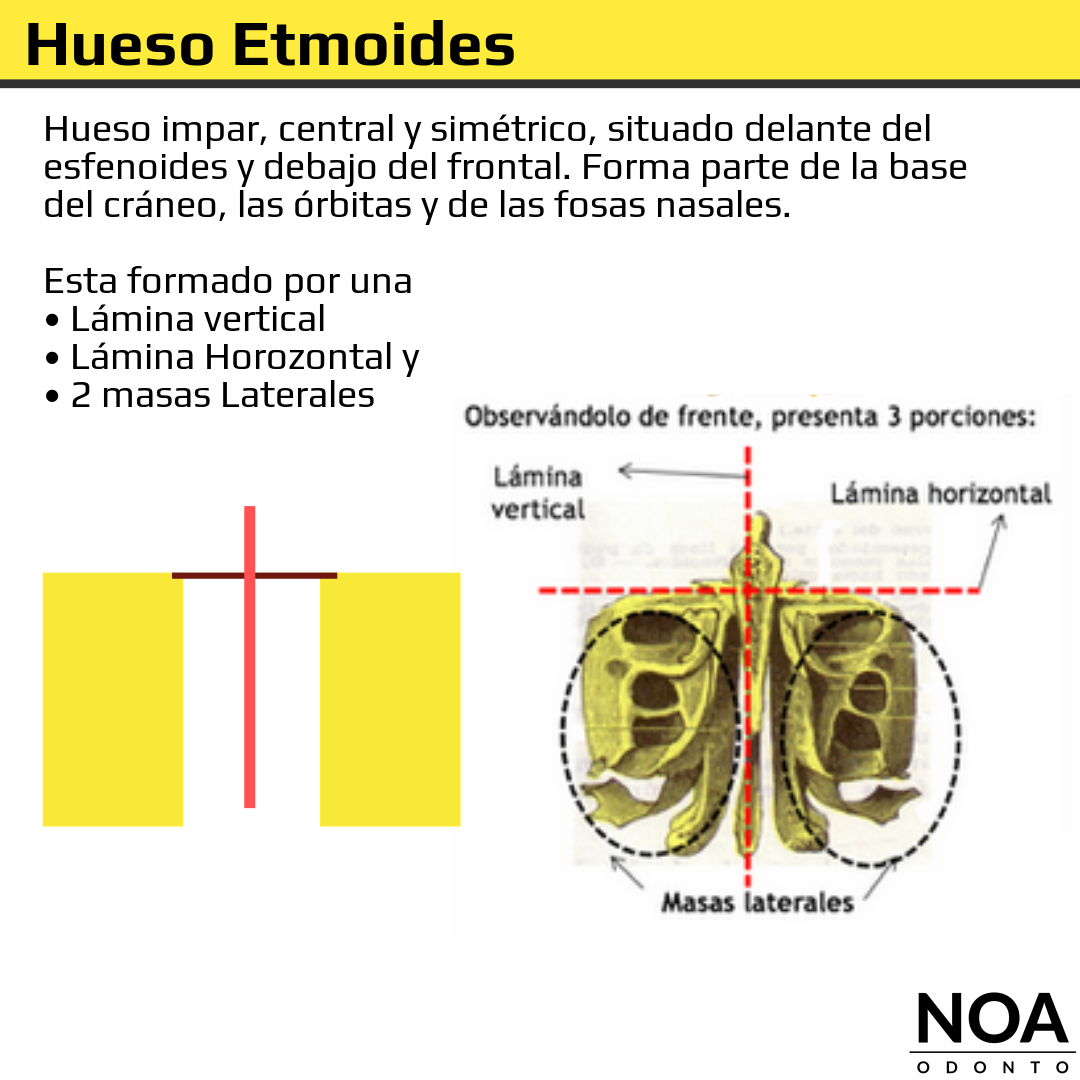 HUESO ETMOIDES (Resumen Completo)