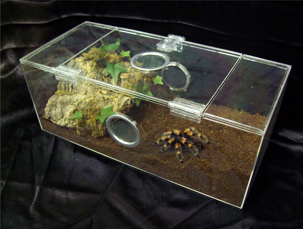 Terrestrial Tarantula Set-up & Caresheet: Chaco Golden Knee Caresheet ...