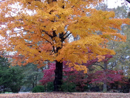 5 Acres & A Dream: Last Post of November: A Little Fall Color