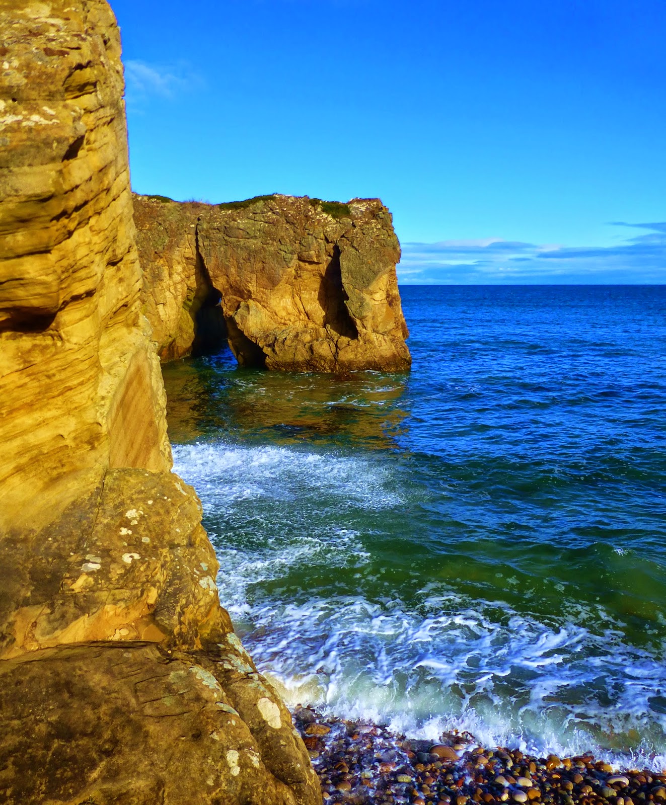 Big Gorse Bush: Hopeman 2014