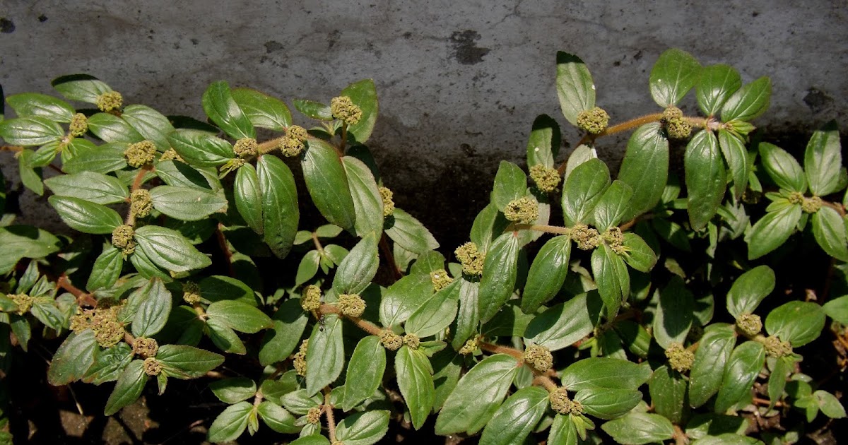 Boro dudhia or Asthma plant, Euphorbia hirta