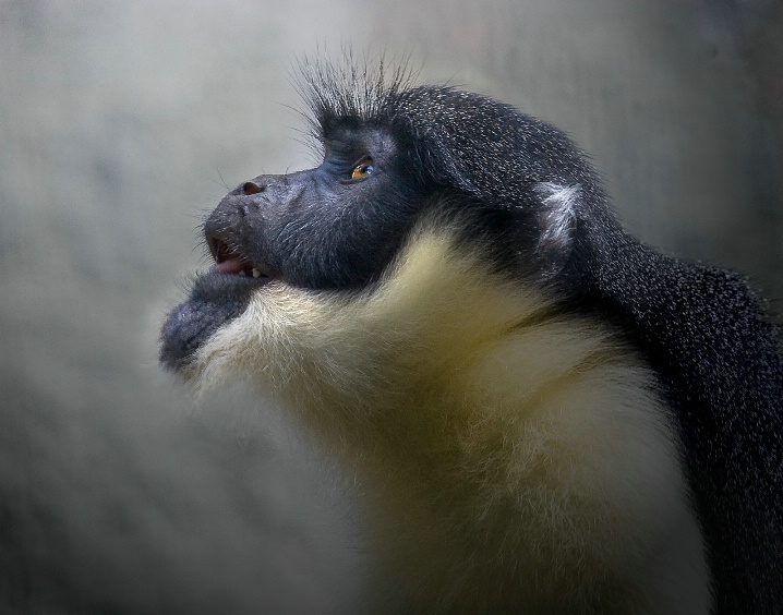 Flores y Palabras: marzo 2011