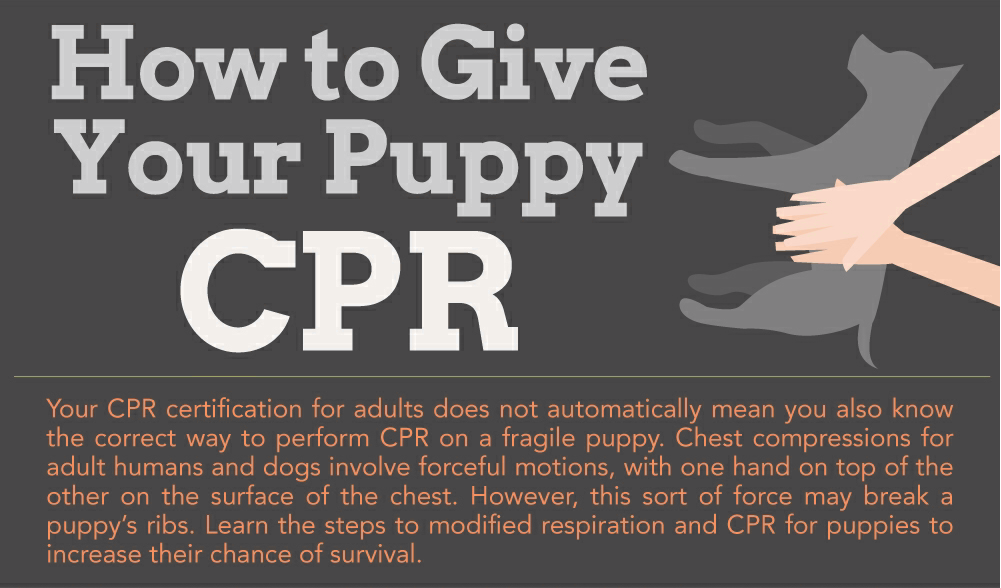 About Animals: Infographic Guide to Puppy CPR
