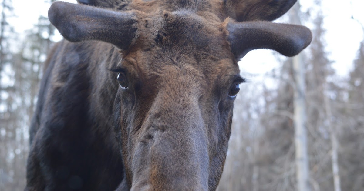 Courageous Joy: Good Morning Moose....Good Night Moose